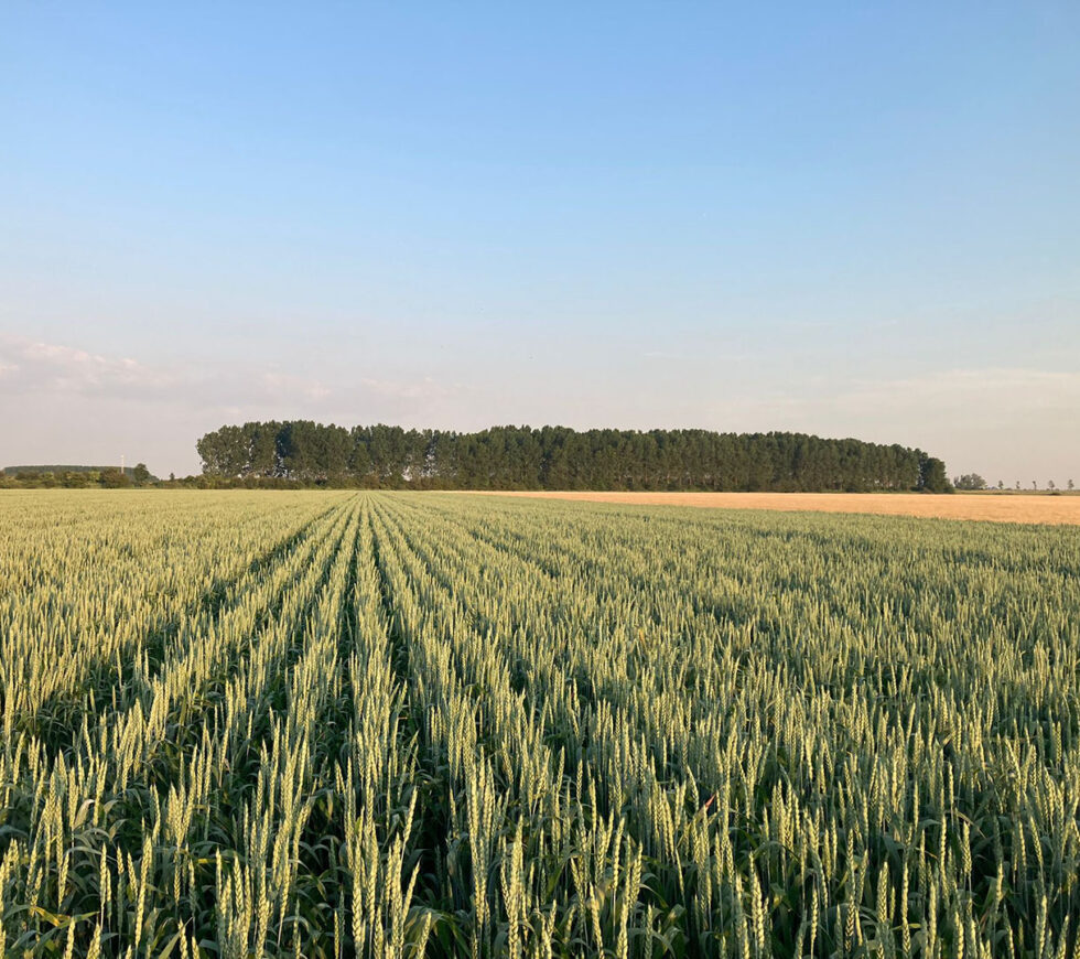 Graan telen | Het Graanschap